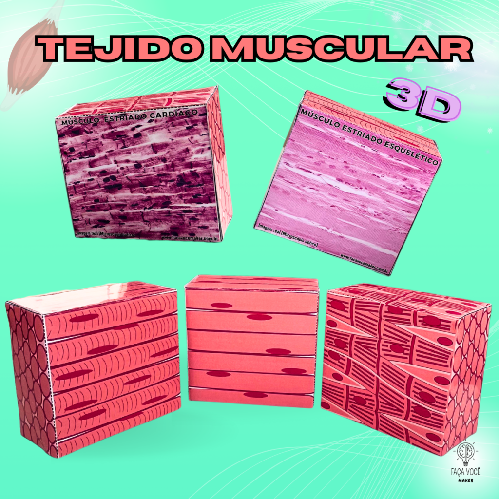Tejidos del Cuerpo Humano 3D (Español) – Faça Você Maker