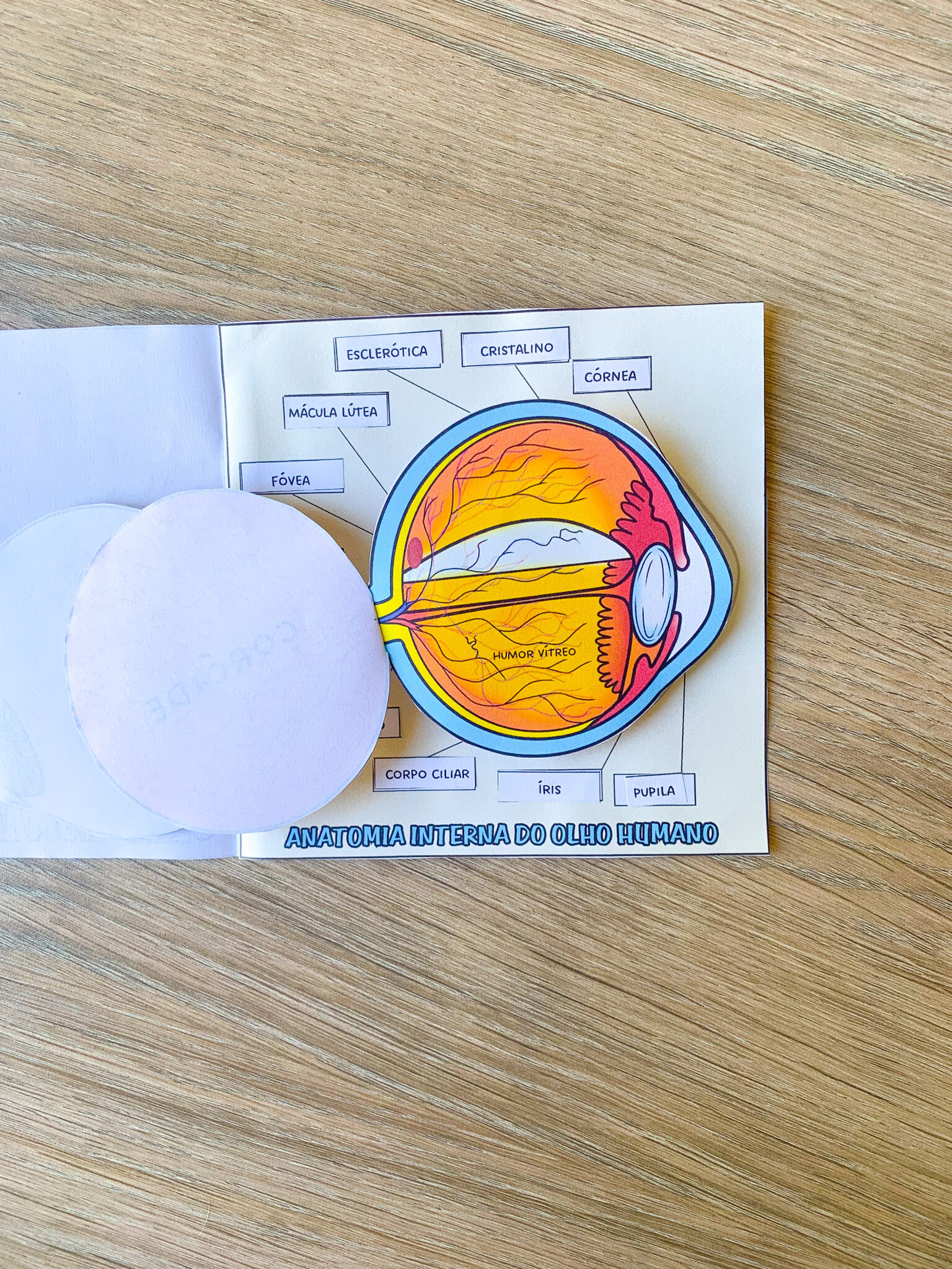 Olho Humano – Faça Você Maker