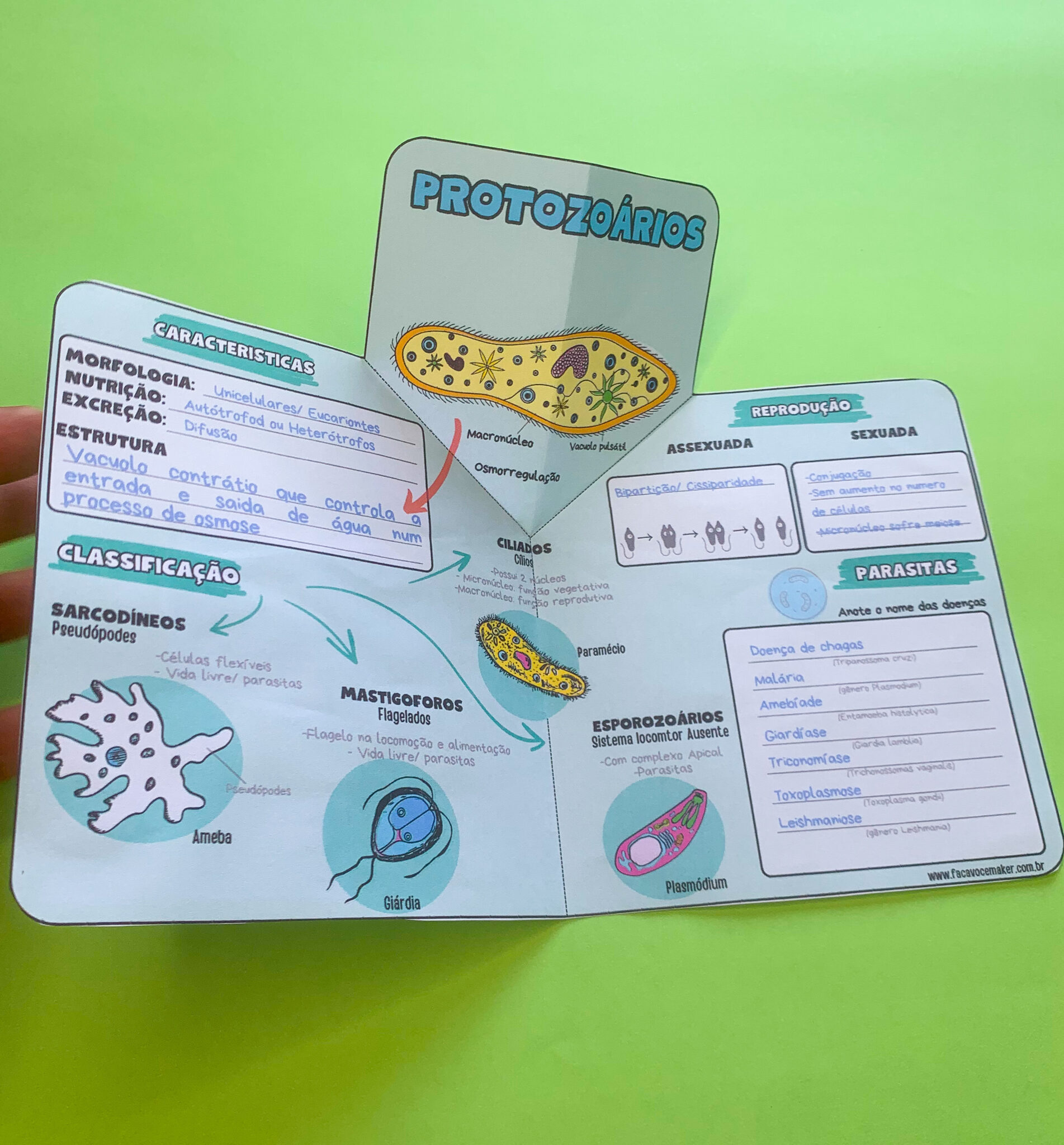 Reino Protista – Faça Você Maker