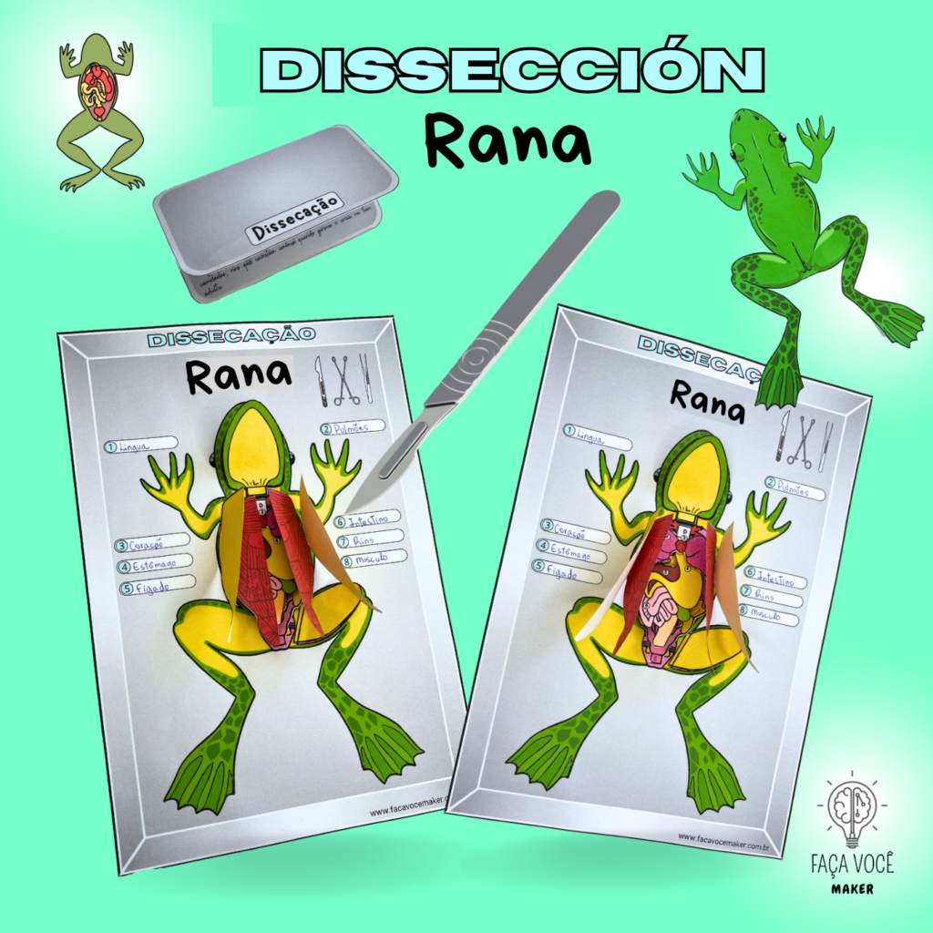 Rana- Dissecação Paper + Mapa conceitual (Español) – Faça Você Maker