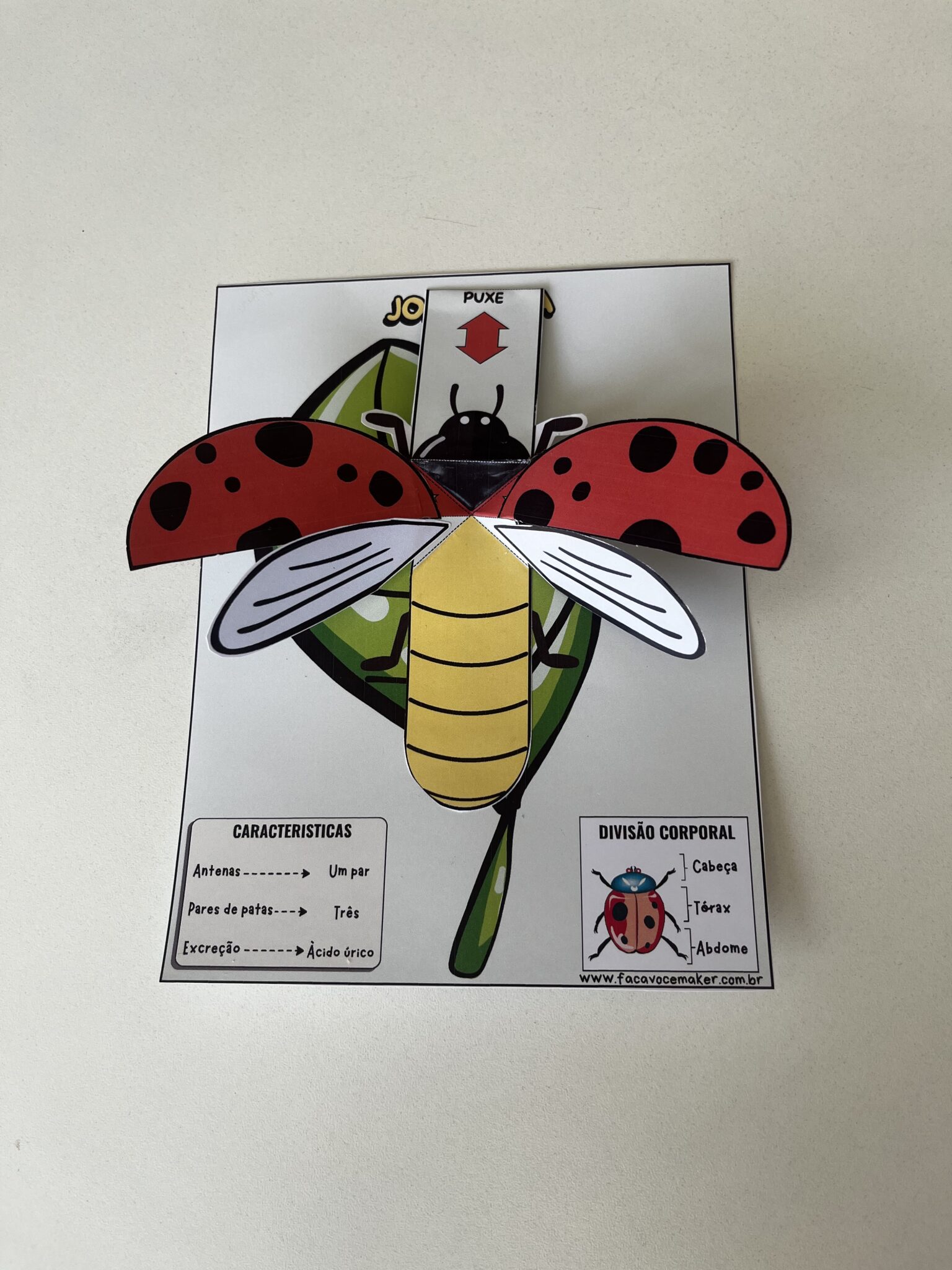 Insectos-combo (Español) – Faça Você Maker