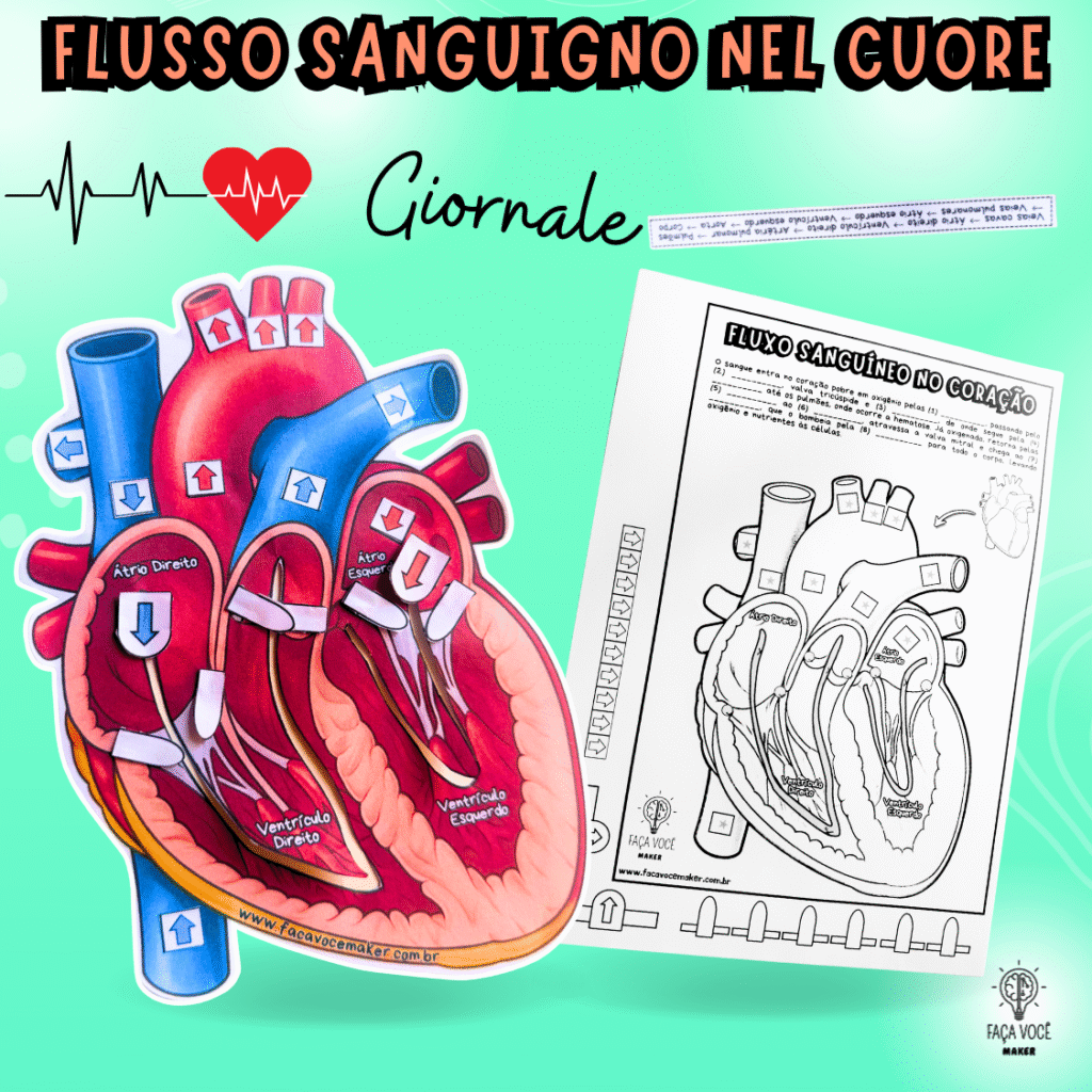 Flusso sanguigno nel cuore (Italiano) – Faça Você Maker